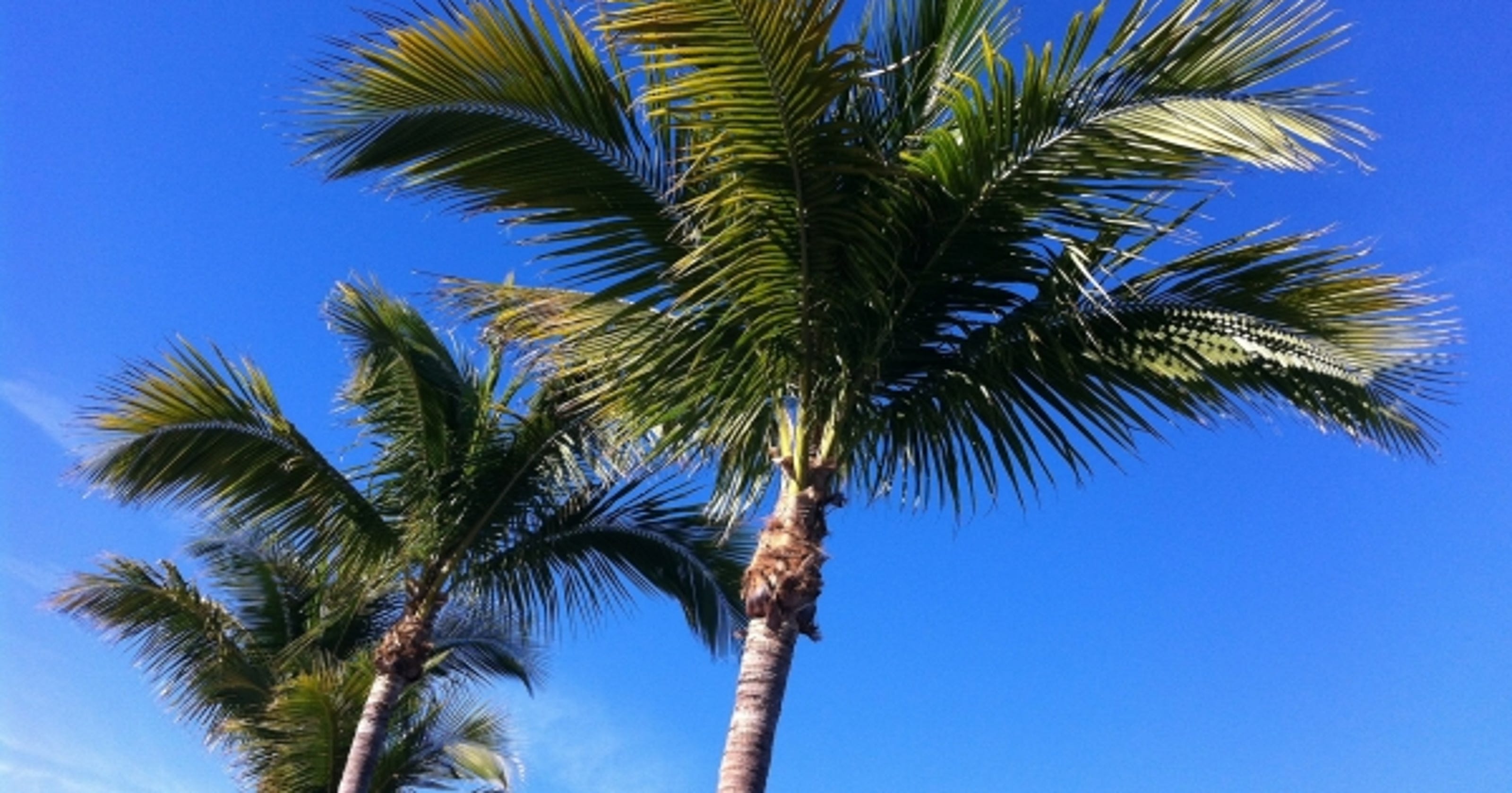 Florida s Iconic Sabal Palm Trees Threatened By Lethal Bronzing florida-s-iconic-sabal-palm-trees-threatened-by-lethal-bronzing